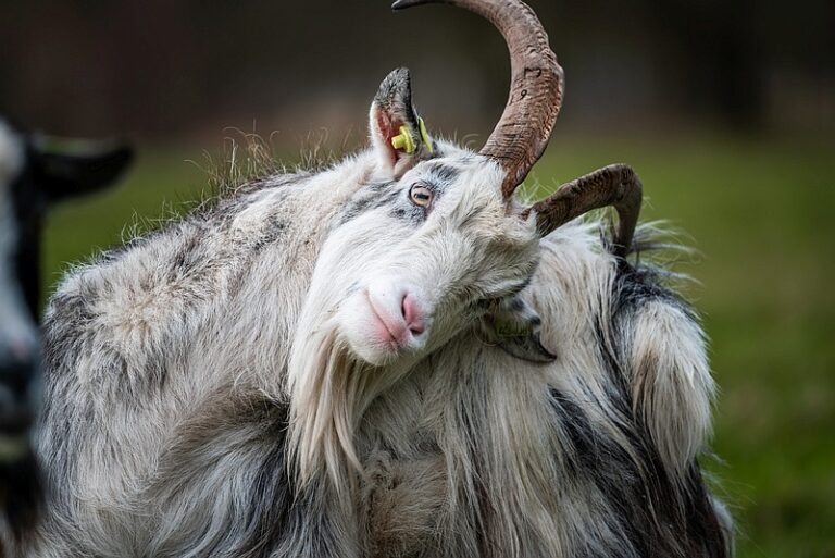 Dutch Landrace Goat - Breed Profile - Goat Journal